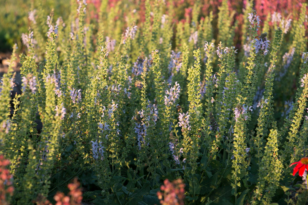 Color Spires® Crystal Blue Salvia | Plant Addicts