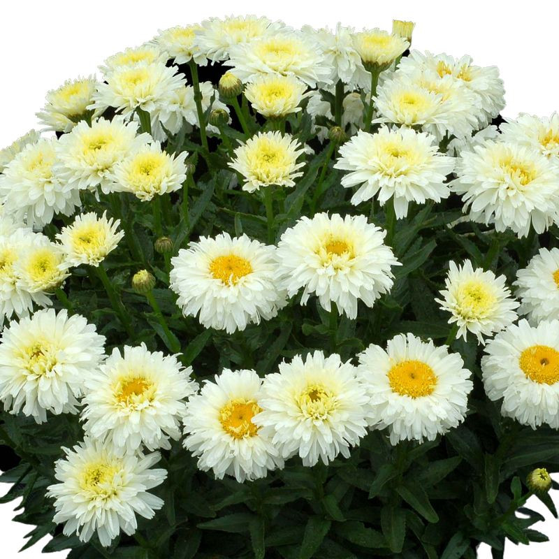 Becky Shasta Daisy | Plant Addicts