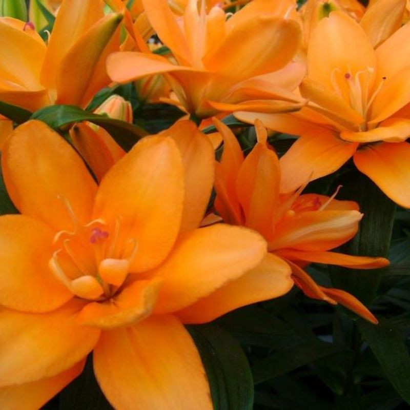 Tiny Double You Lily | Plant Addicts