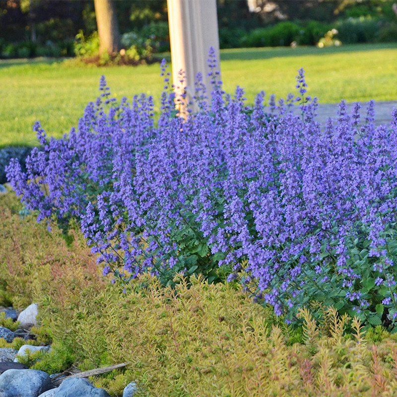 Cat's Pajamas Catmint | Plant Addicts