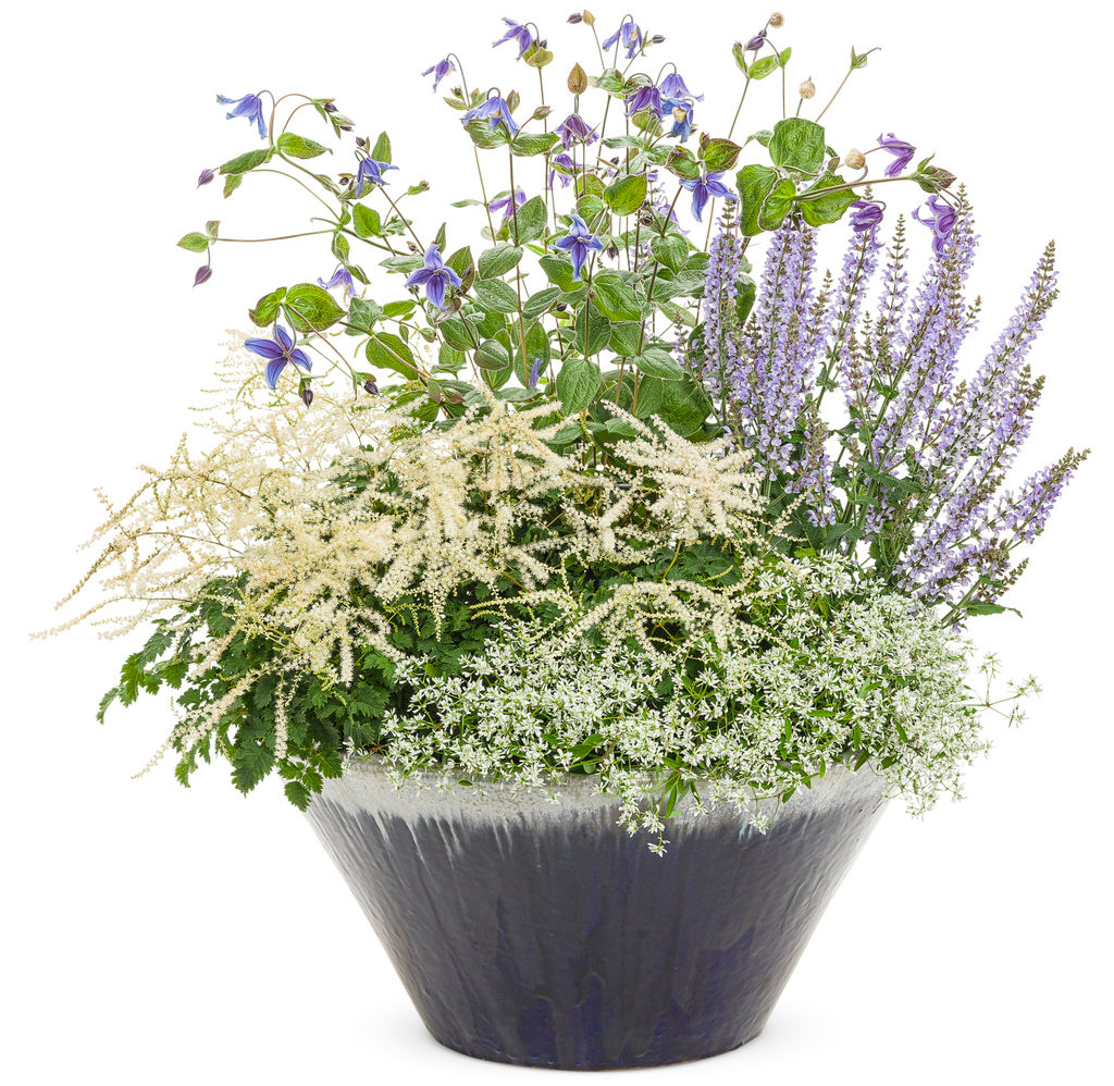 Chantilly Lace Goatsbeard | Plant Addicts
