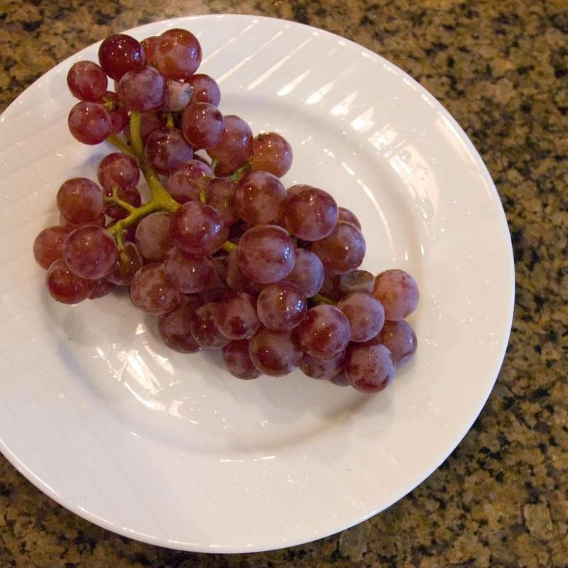 Canadice Grape Vine | Plant Addicts