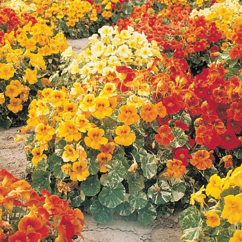 Night and Day Nasturtium Plant | Plant Addicts