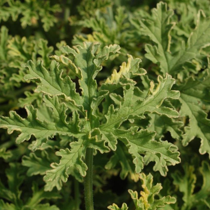 Citronella Mosquito Plant | Plant Addicts