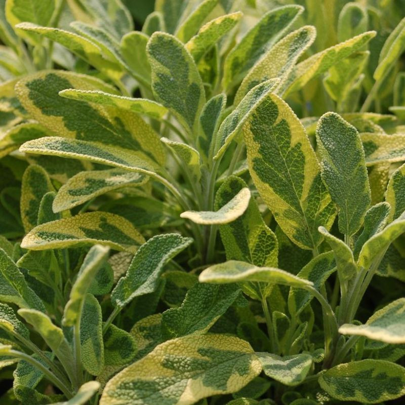 Golden Arrowhead Plant | Plant Addicts
