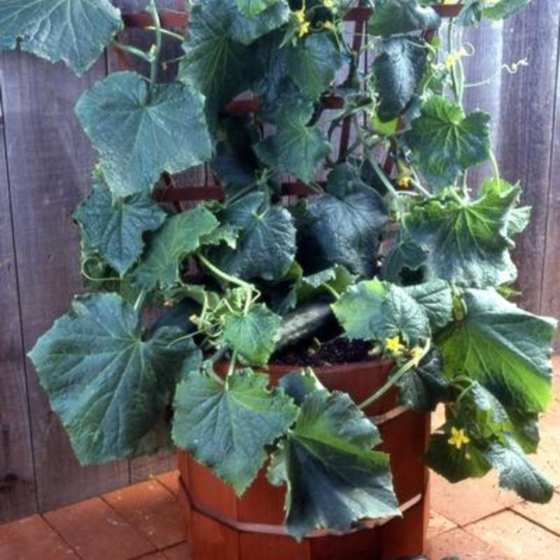 Bush Champion Cucumber | Plant Addicts