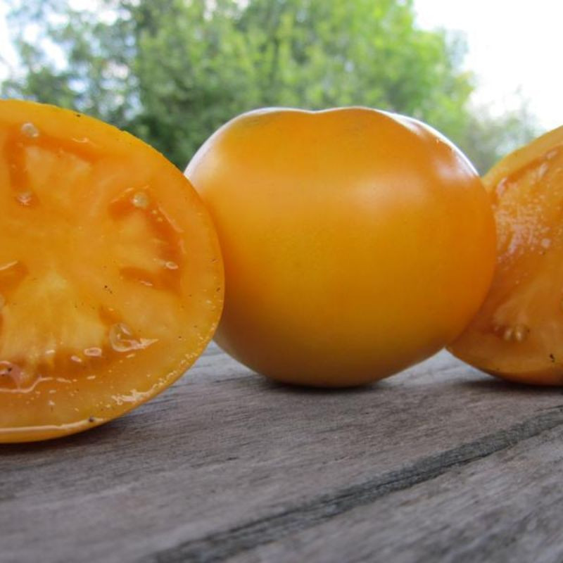 Homeslice Tomato Plant | Plant Addicts