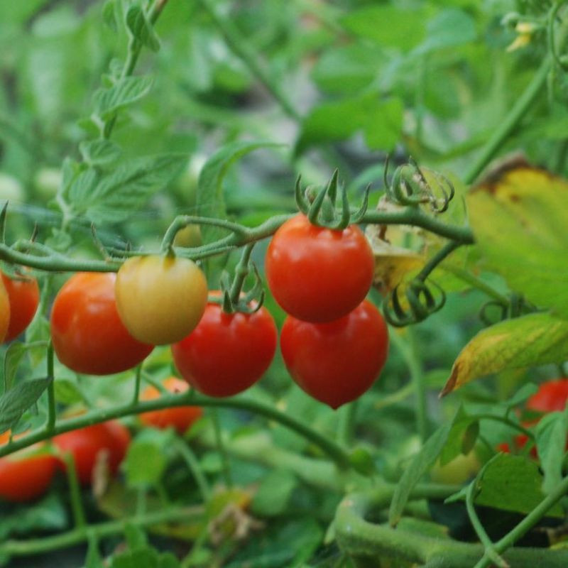 Tomatoberry Cherry Tomato Plant | Plant Addicts