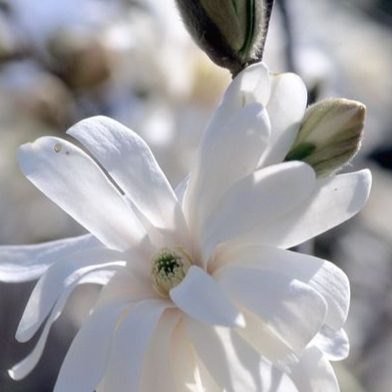 Royal Star Magnolia | Plant Addicts