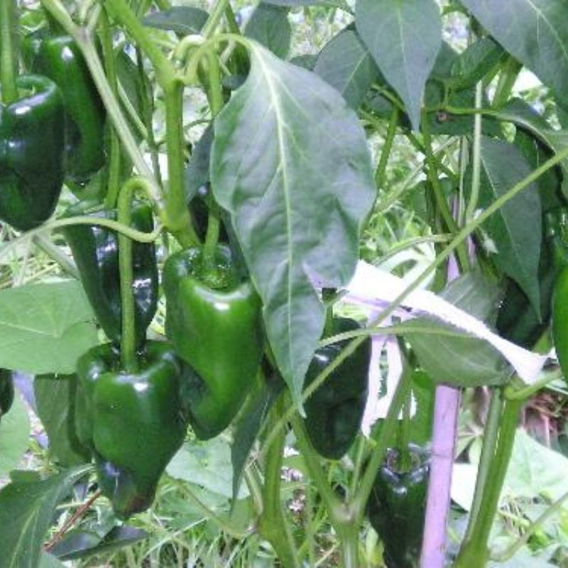 Pepper Plants | Plant Addicts