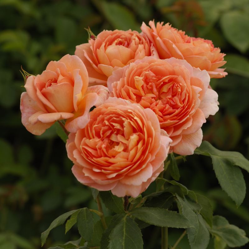 Carding Mill™ English Rose | Plant Addicts