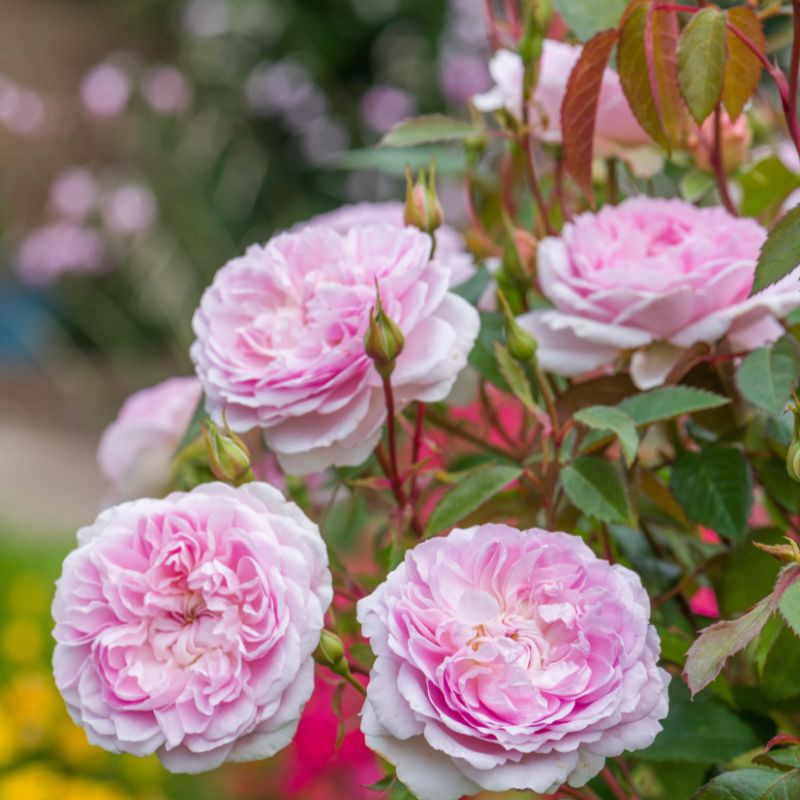 Silas Marner® Rose | Plant Addicts