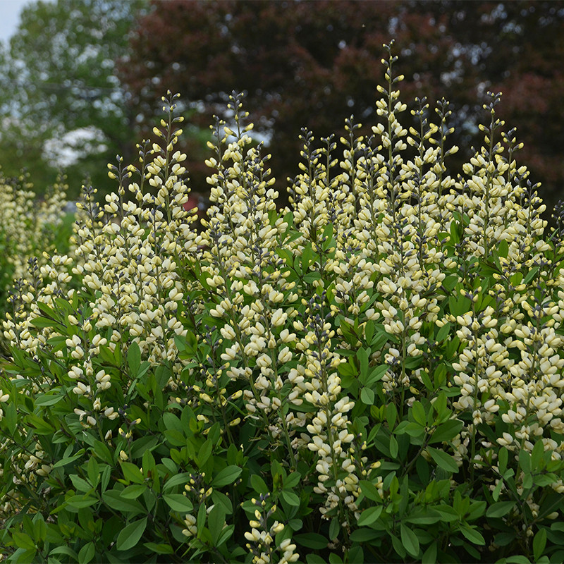 Decadence® Pink Lemonade False Indigo | Plant Addicts