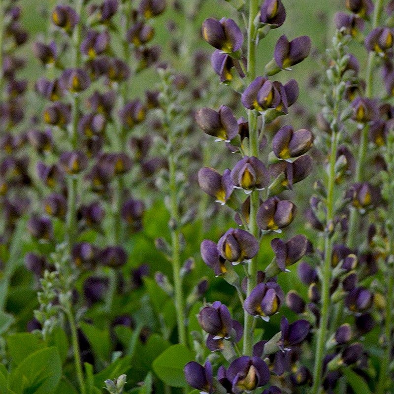 Decadence® Deluxe 'Blue Bubbly' False Indigo | Plant Addicts