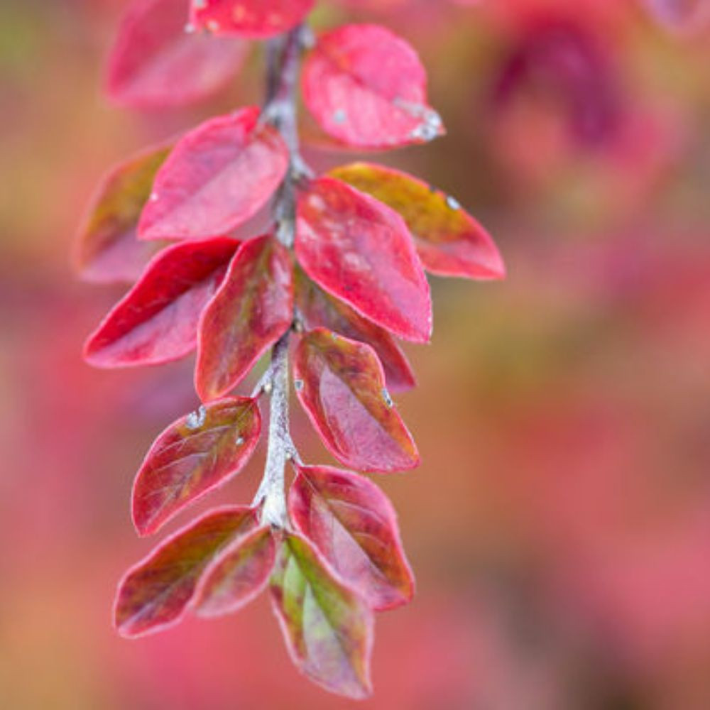 Autumn Inferno® Cotoneaster | Plant Addicts
