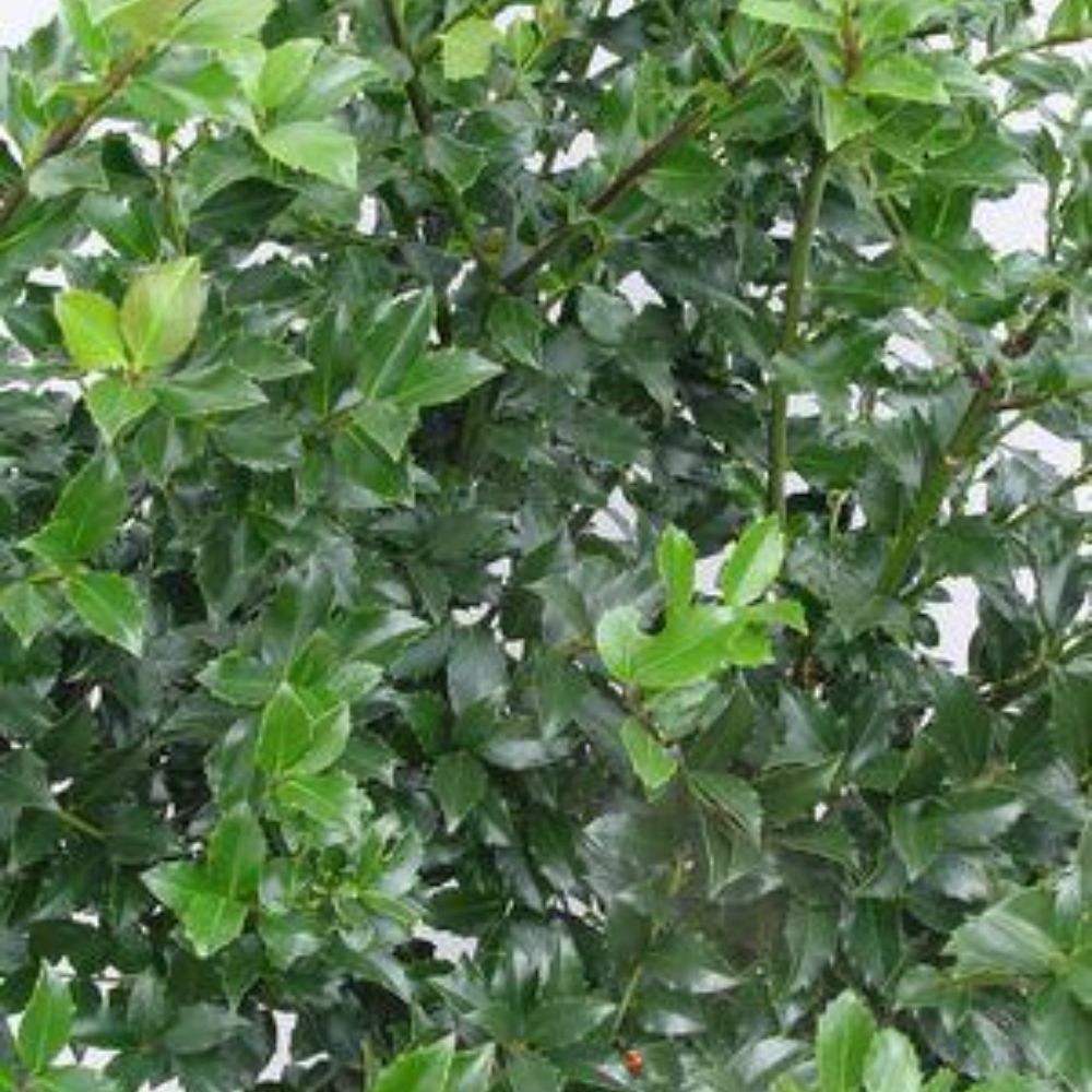 Blue Maid Holly | Plant Addicts