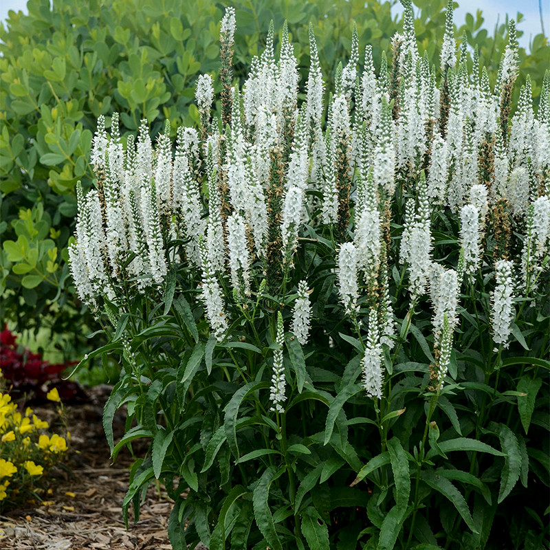 Magic Show® Purple Illusion Spike Speedwell | Plant Addicts