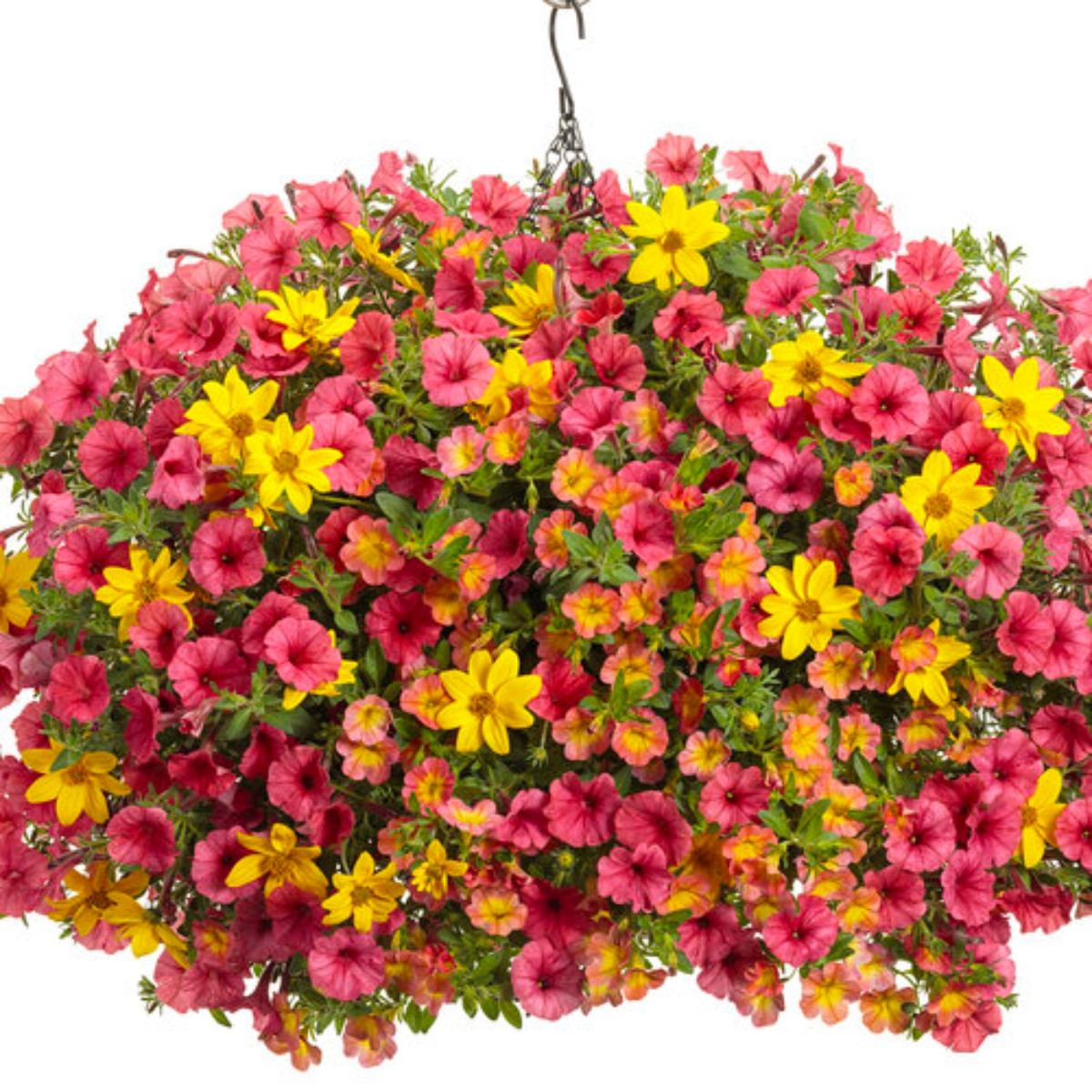 Supertunia Mini Vista® Scarlet Petunia | Plant Addicts