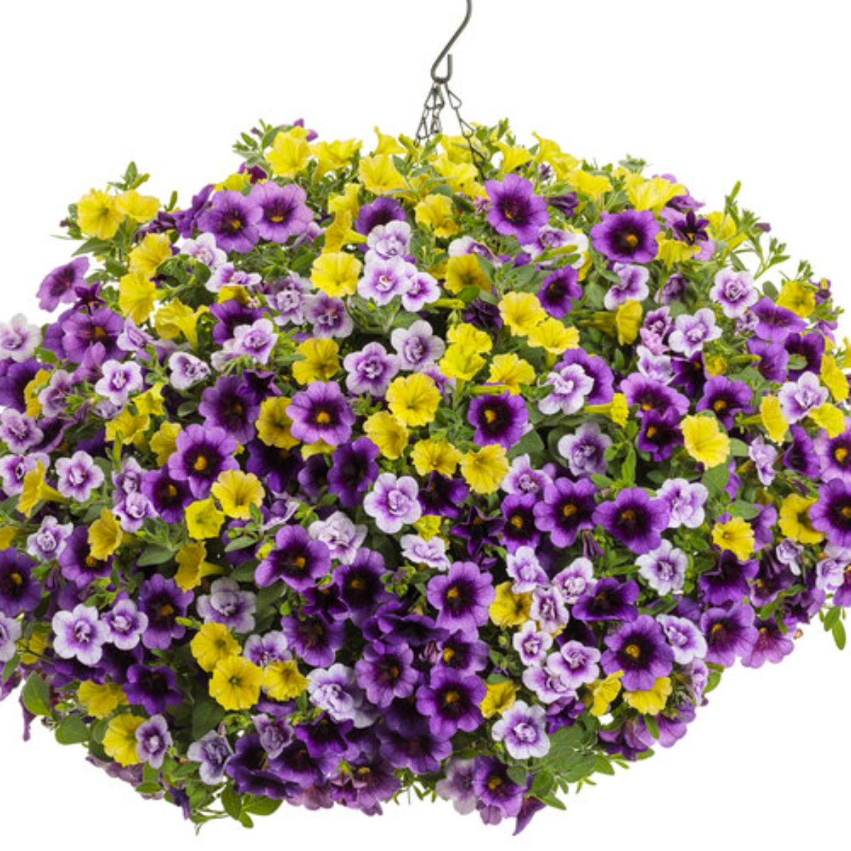 Supertunia Mini Vista® Yellow Petunia | Plant Addicts