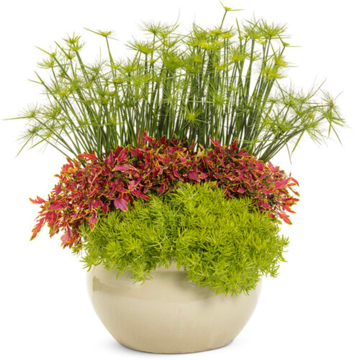 ColorBlaze® Mini Meâ ¢ Watermelon Coleus | Plant Addicts