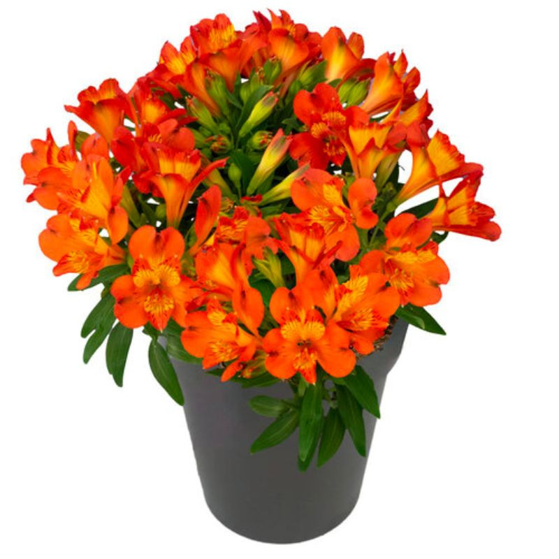 Inca Ice Peruvian Lily | Plant Addicts