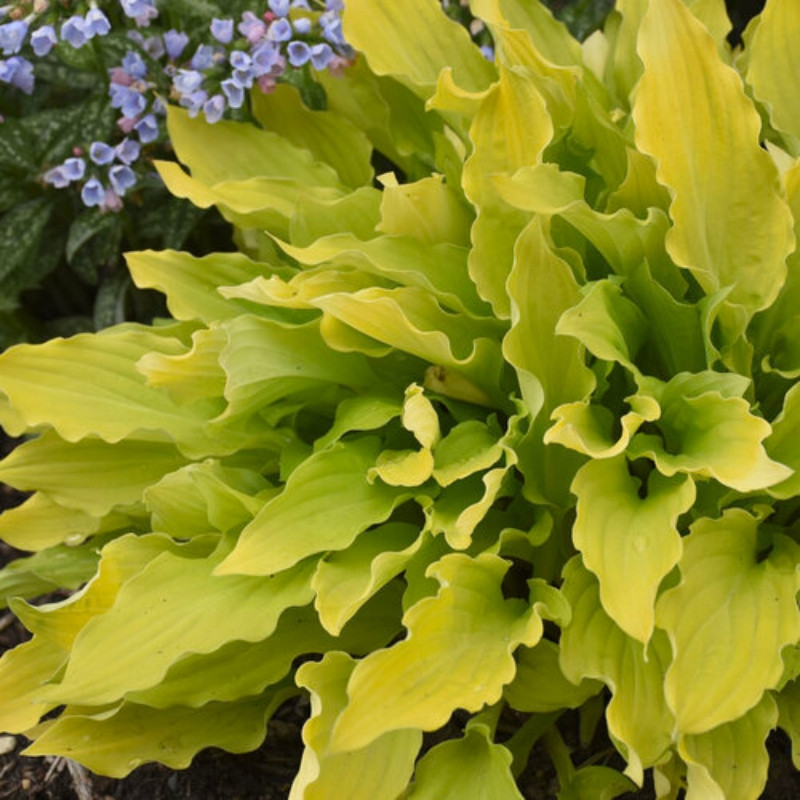 Wrinkle in Time Hosta | Plant Addicts
