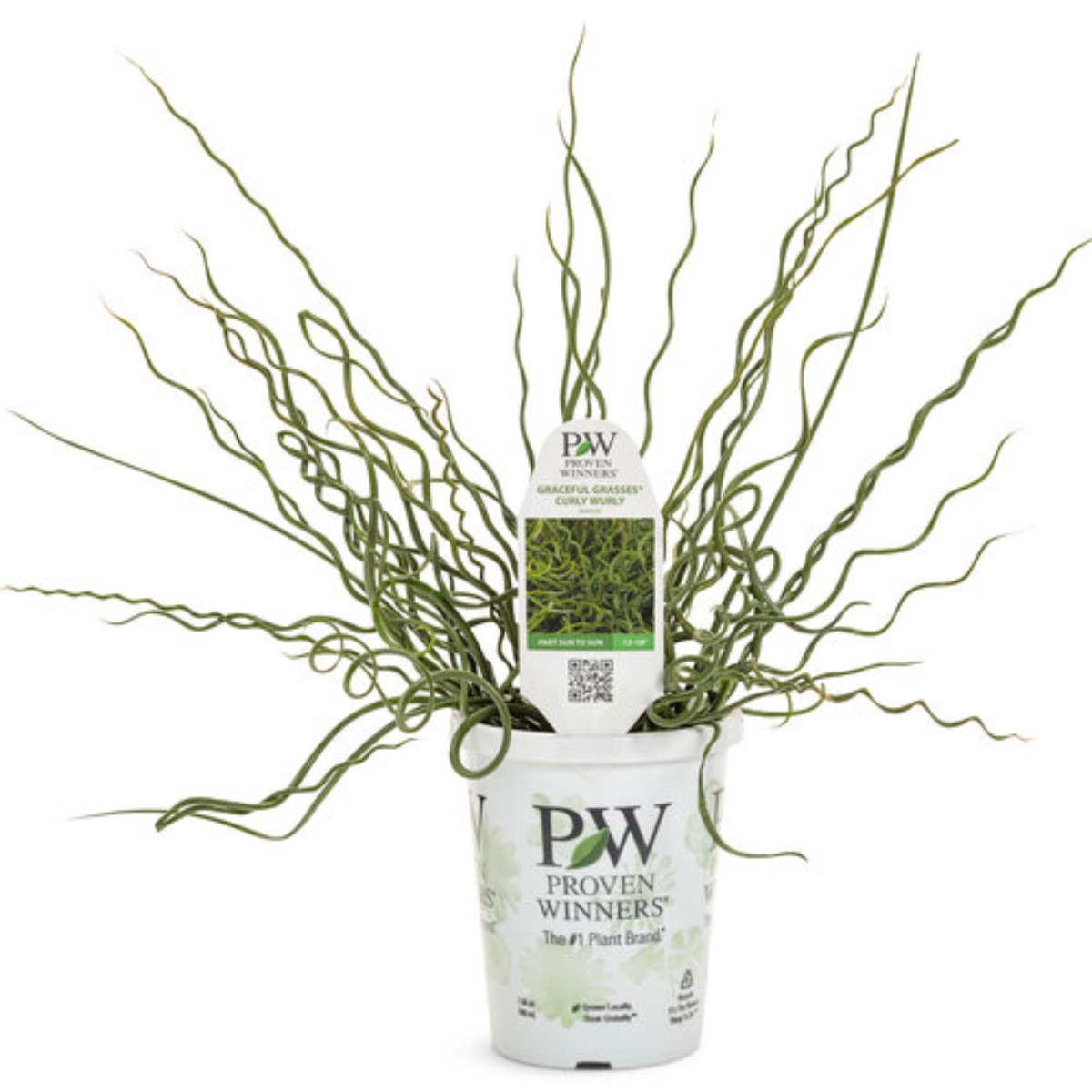 Graceful Grasses® Curly Wurly Corkscrew Rush | Plant Addicts