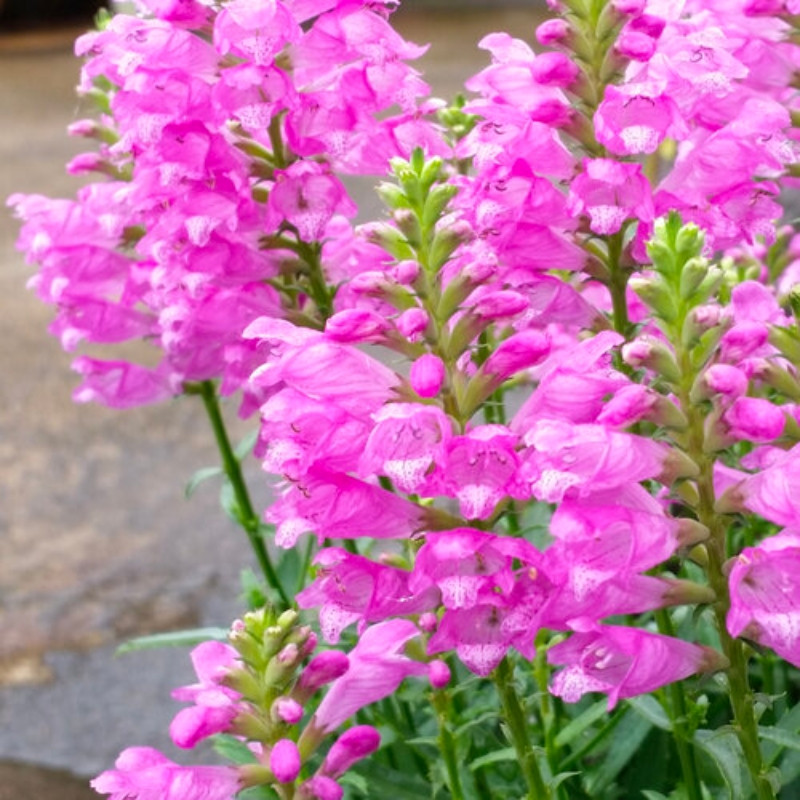 Miss Manners Obedient Plant | Plant Addicts