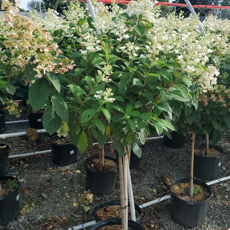 Hydrangea Trees For Sale Online | Plant Addicts