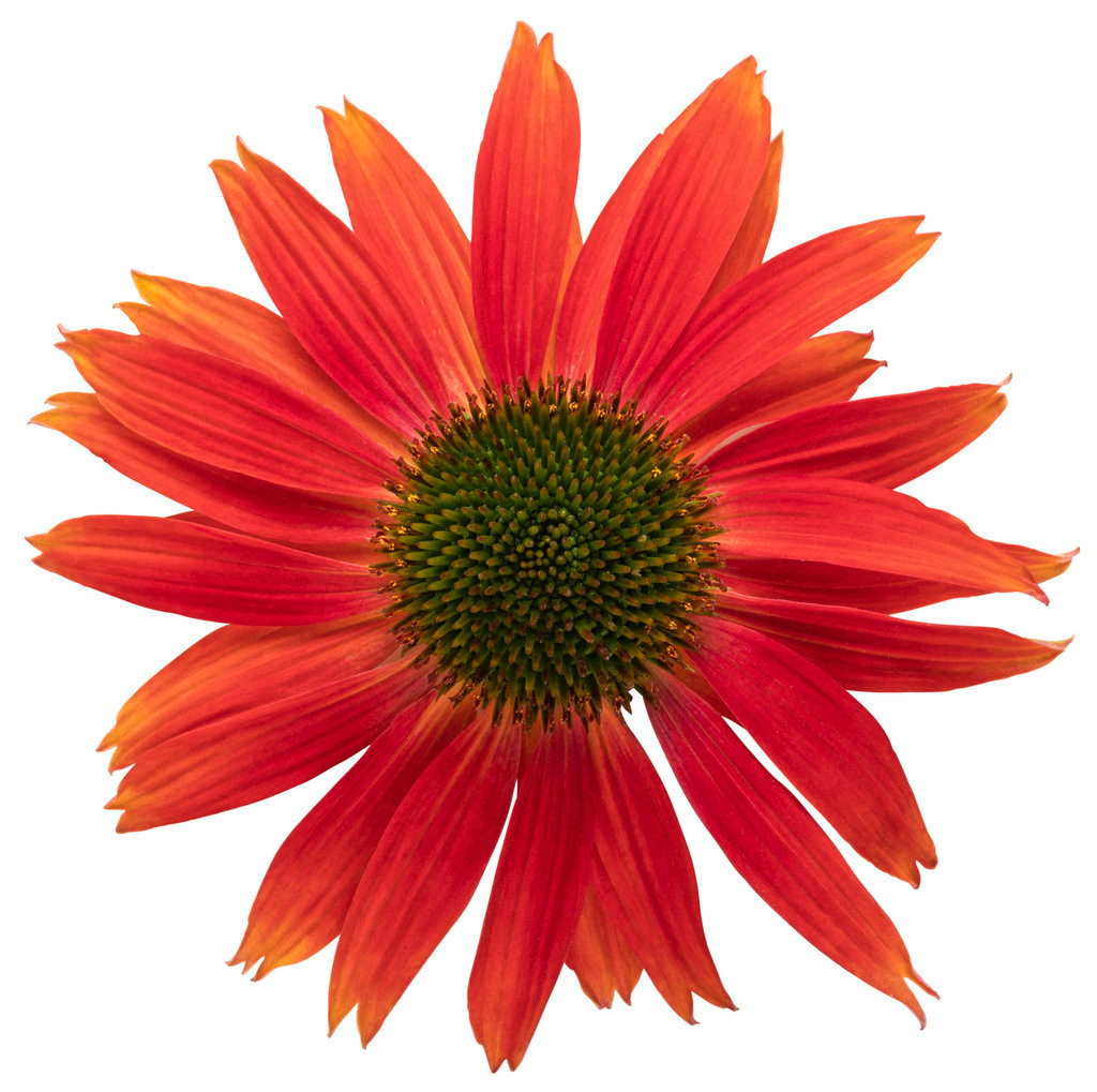 Summersong Firefinch Coneflower | Plant Addicts