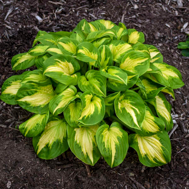 Island Breeze Hosta | Plant Addicts