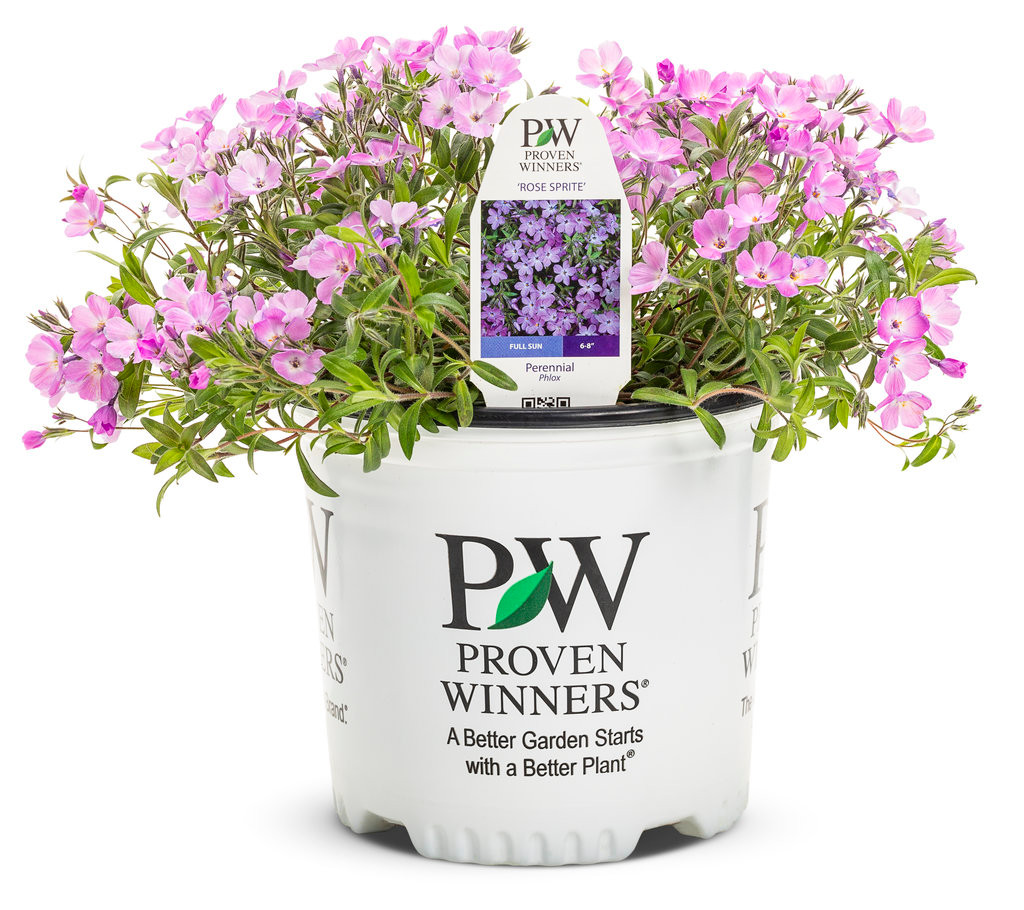 Rose Sprite Phlox | Plant Addicts