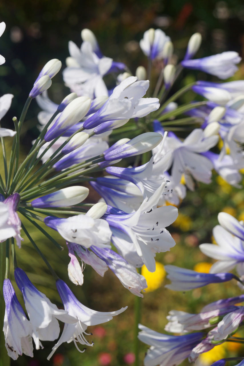 Indigo Frost Agapanthus | PlantAddicts.com