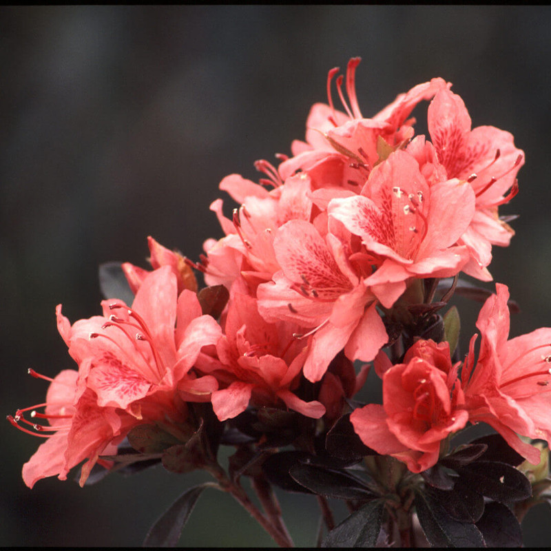 Azaleas & Rhododendron For Sale | Plant Addicts