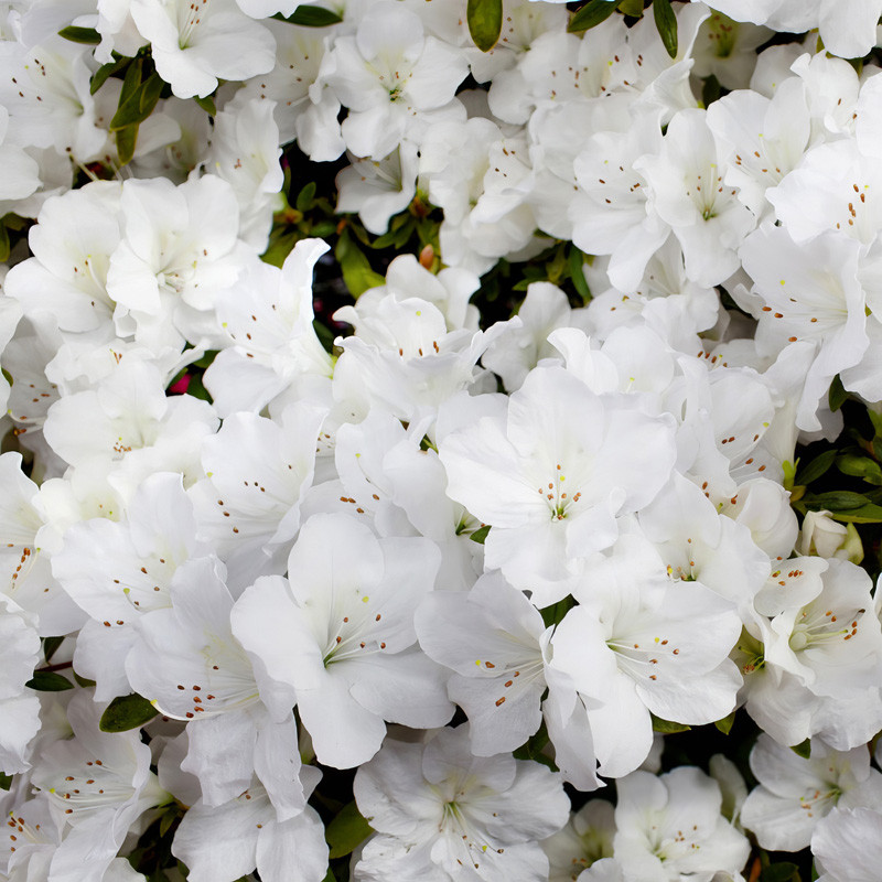 Delaware Valley White Azalea | PlantAddicts.com