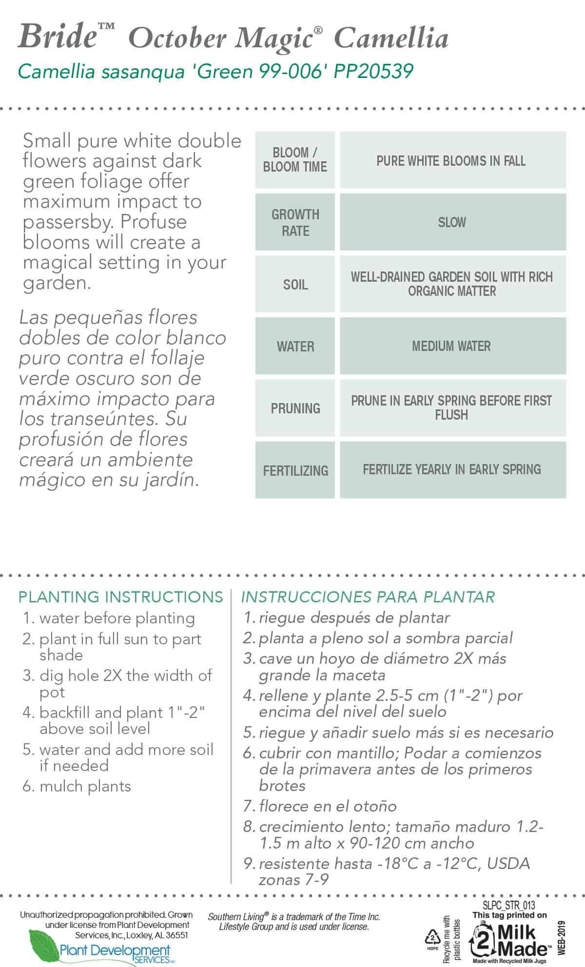 October Magic Bride Camellia | PlantAddicts.com