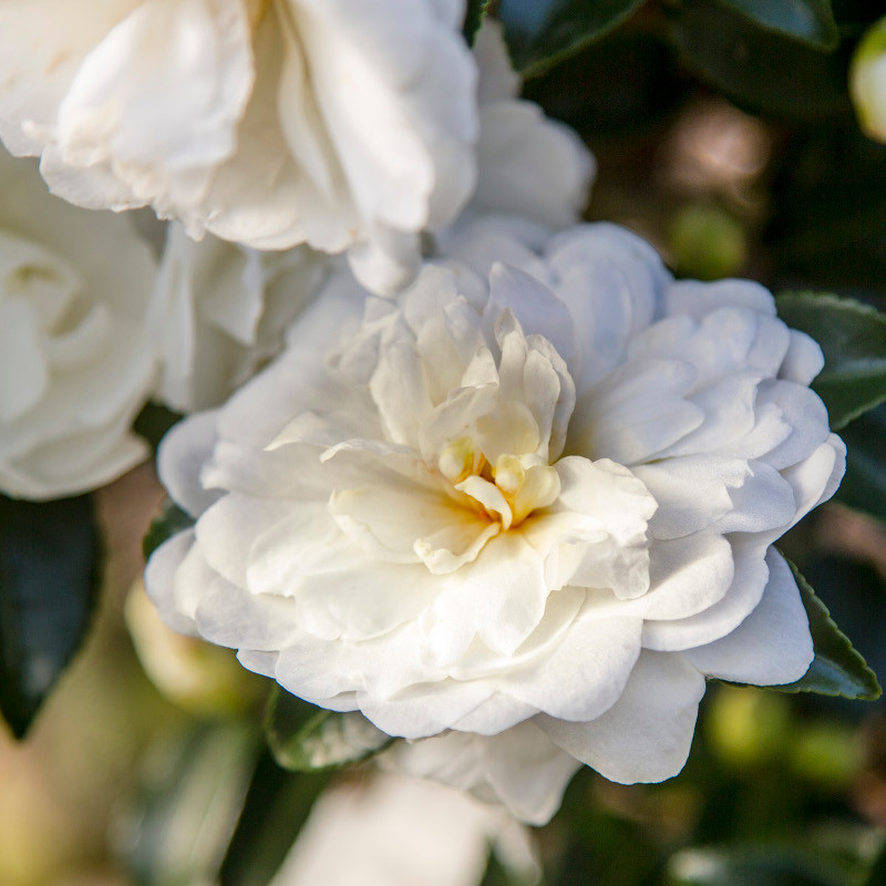 Camellia Bushes | Plant Addicts