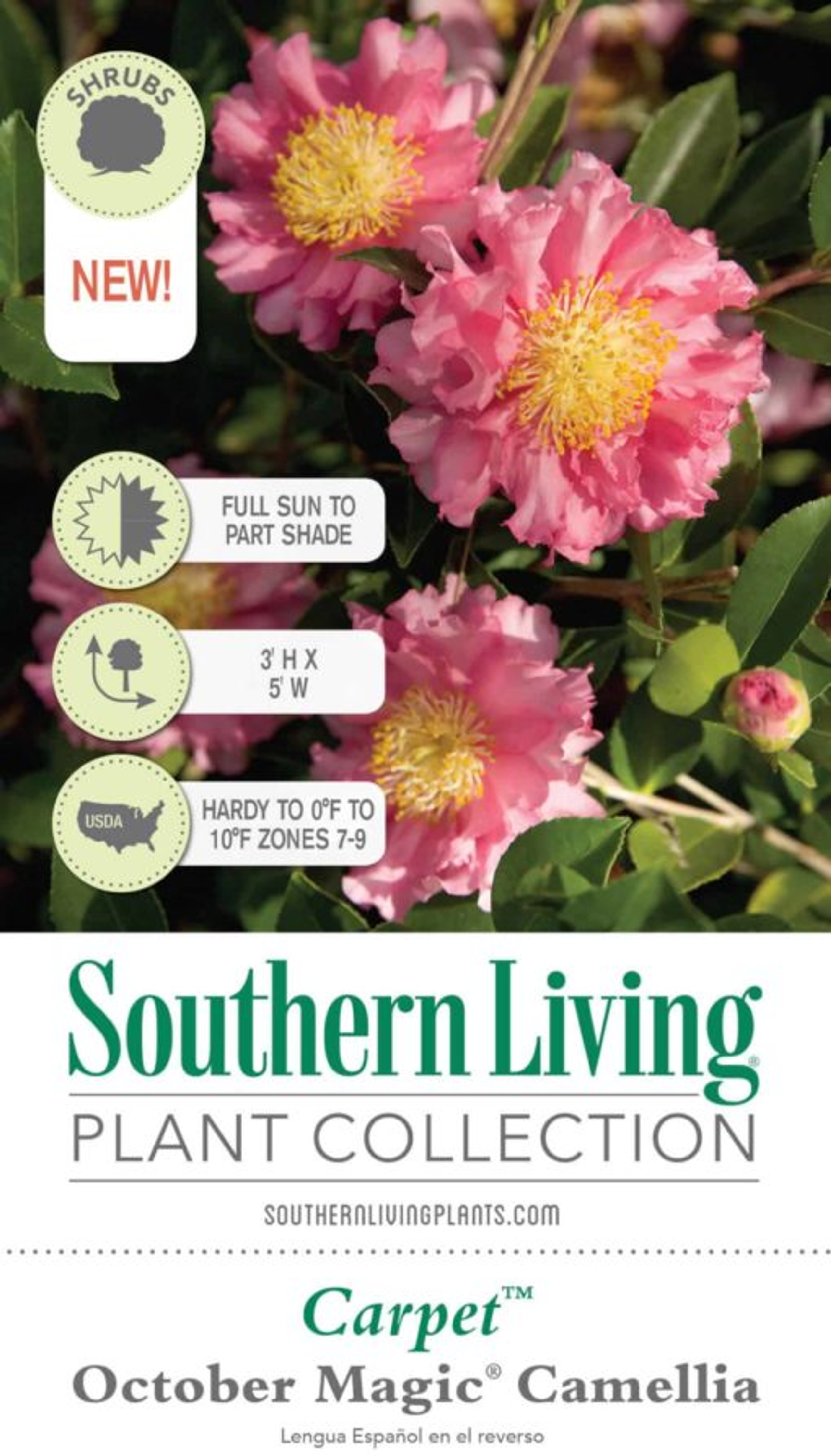 October Magic Carpet Camellia | PlantAddicts.com