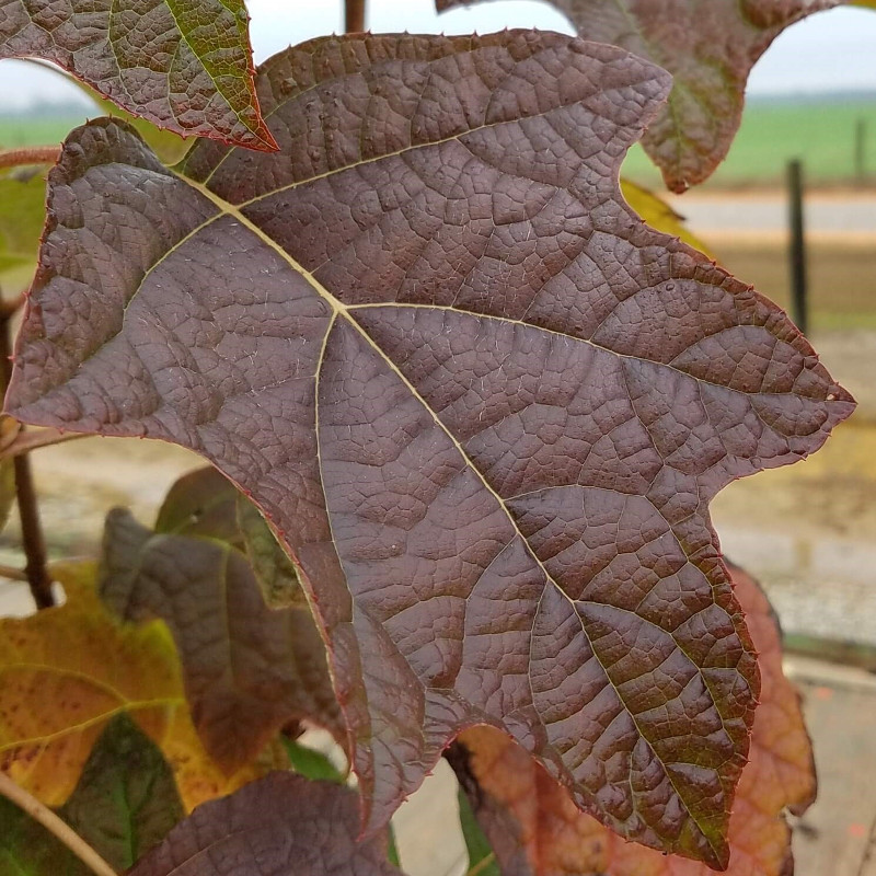 Oakleaf Hydrangea | Hydrangea quercifolia | Plant Addicts