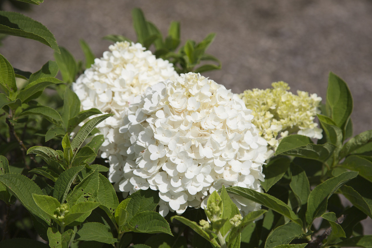White Wedding Hydrangea | PlantAddicts.com