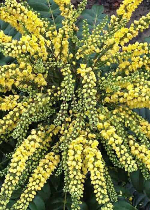 Marvel Mahonia | PlantAddicts.com
