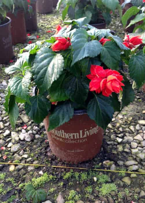 Saucy Red Salvia | PlantAddicts.com