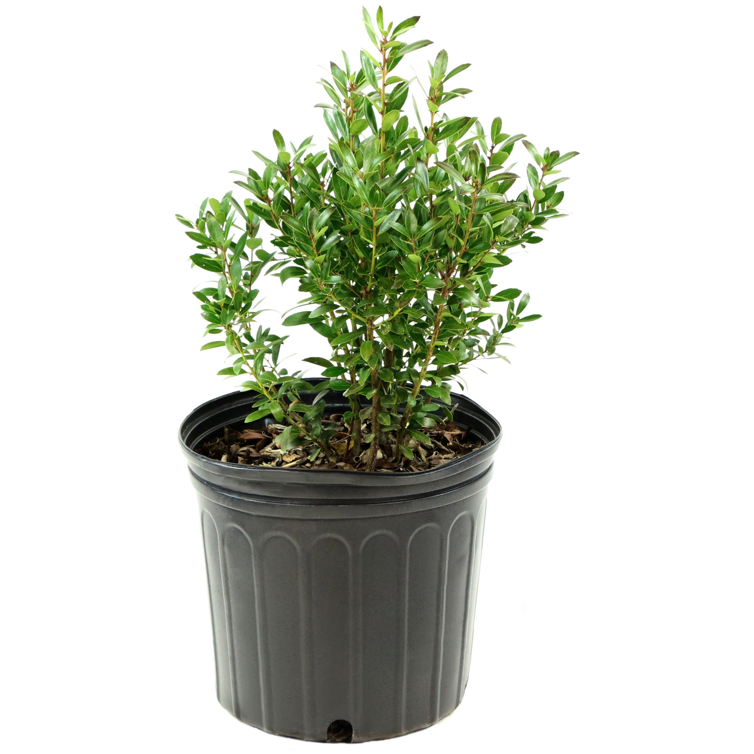 Shamrock Inkberry Holly | Plant Addicts