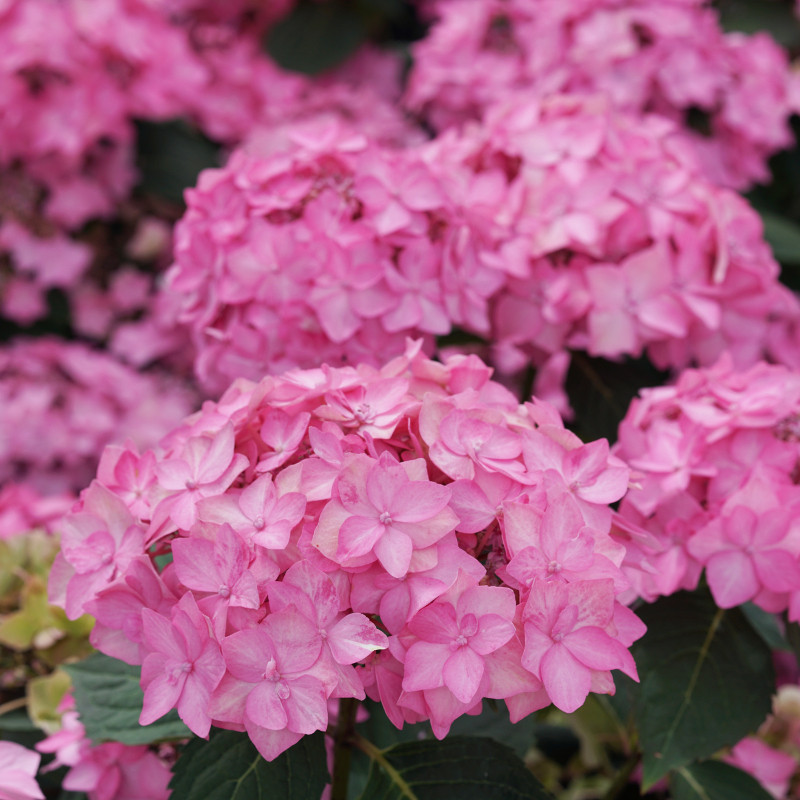 Hydrangeas For Shade | Plant Addicts