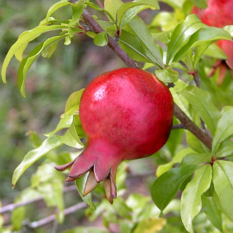 Dwarf Pomegranate Tree | Plant Addicts
