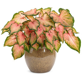 Heart to Heart® Rose Glow Caladium | Plant Addicts