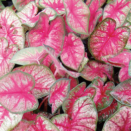 Heart to Heart® Rose Glow Caladium | Plant Addicts
