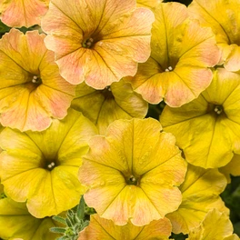 Supertunia® Really Red Petunia | Plant Addicts