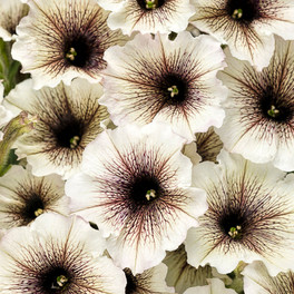 Supertunia® Really Red Petunia | Plant Addicts
