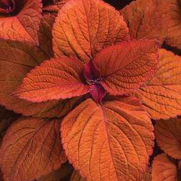 Colorblaze® El Brighto Coleus | PlantAddicts.com